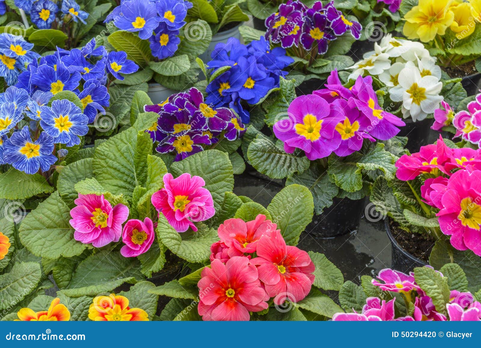 Primula, Colorful Spring Flowers Stock Photo - Image of bloom, flora ...