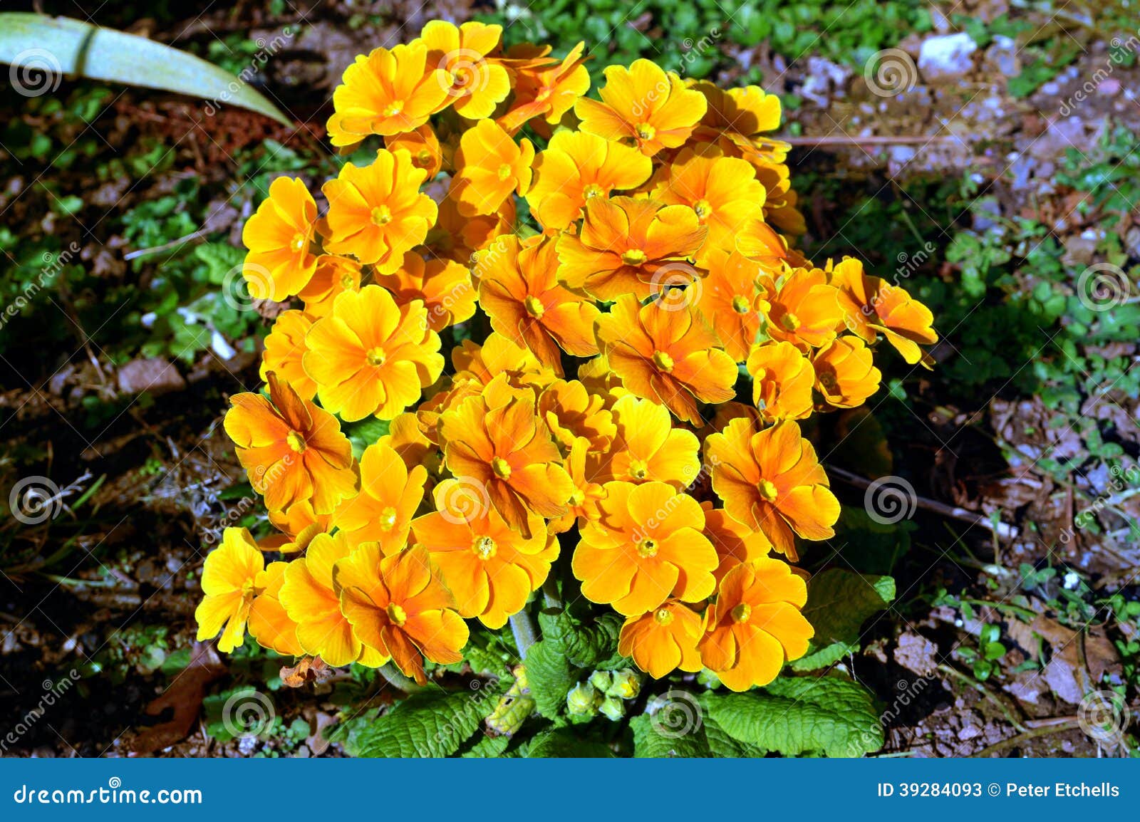 Primula Crescendo Yellow Gold Stock Image - Image of gold, spring: 39284093