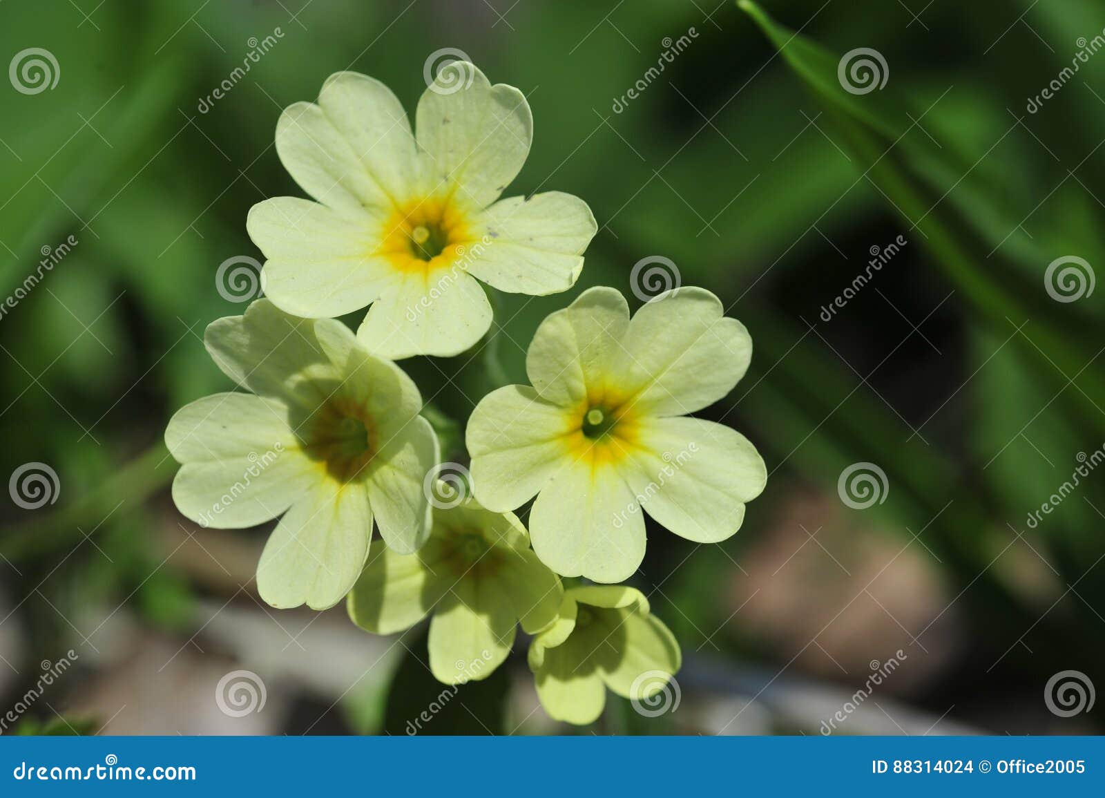 Primula elatior stock photo. Image of oxlip, primula - 88314024