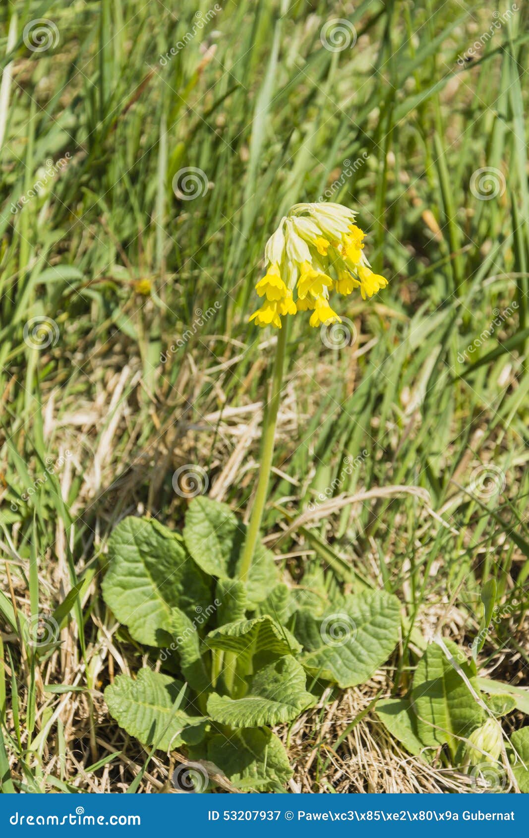 Primula Elatior (oxlip, True Oxlip) - Plant Spring Stock Image - Image ...