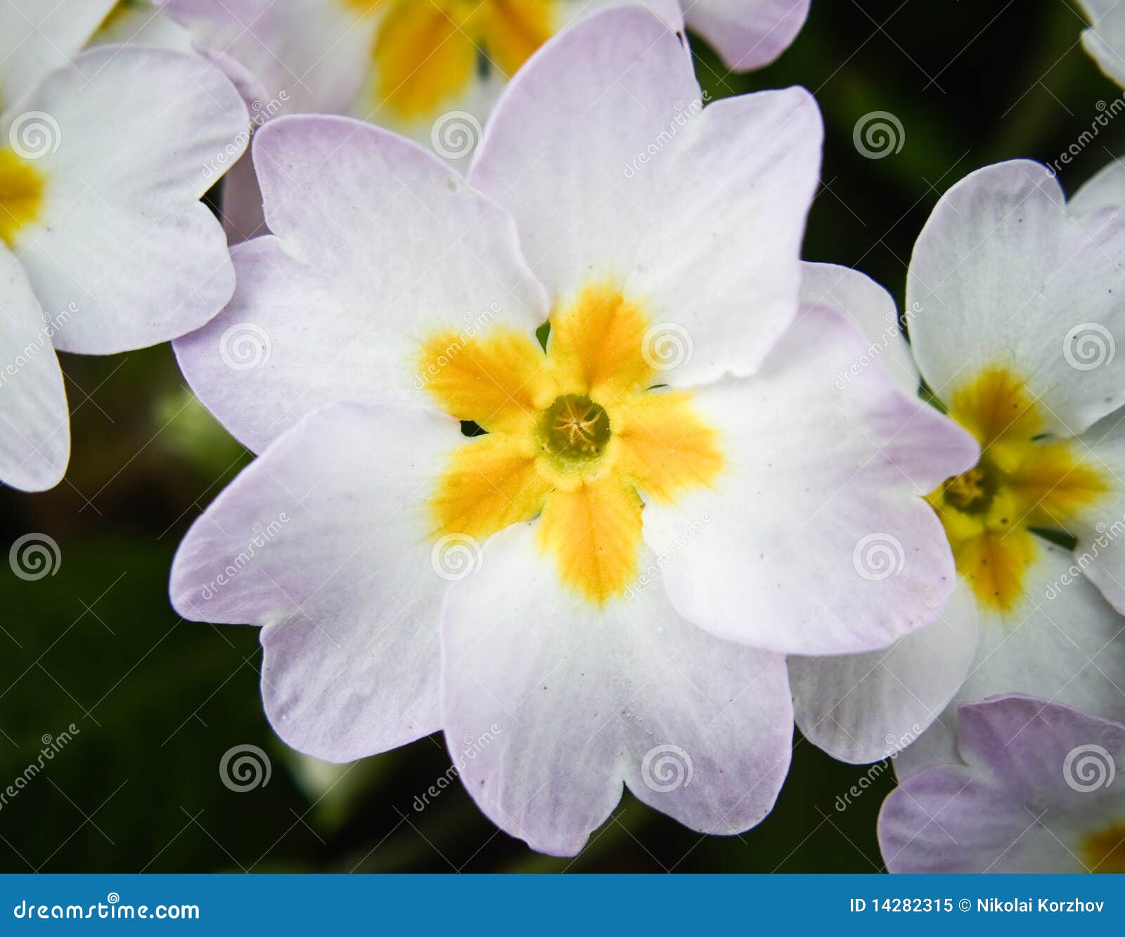 Primula flower stock image. Image of macro, beautiful - 14282315