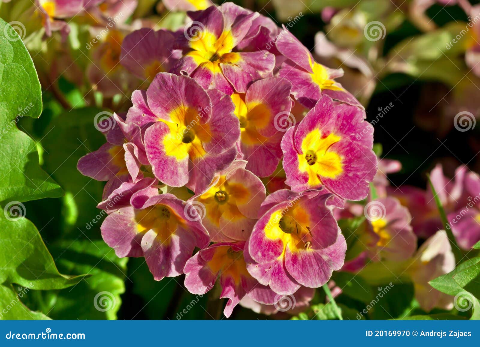 Primula flower stock photo. Image of plant, macro, flower - 20169970