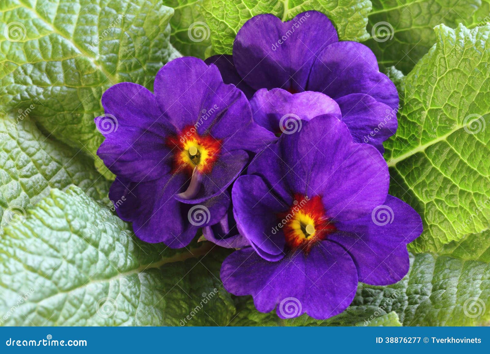 Primula flower stock image. Image of decor, primrose - 38876277