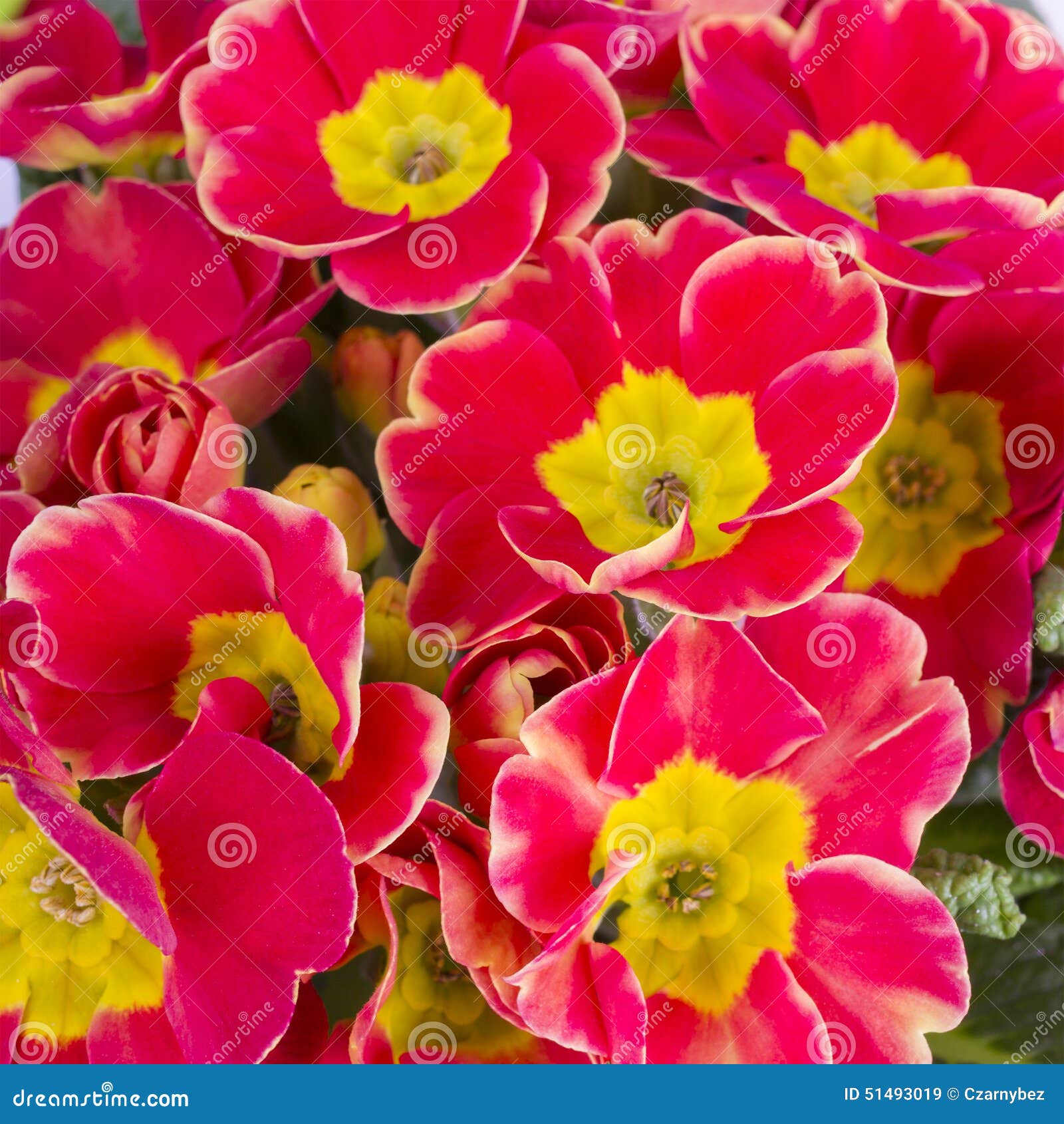 Primula flower stock image. Image of orange, green, decoration - 51493019