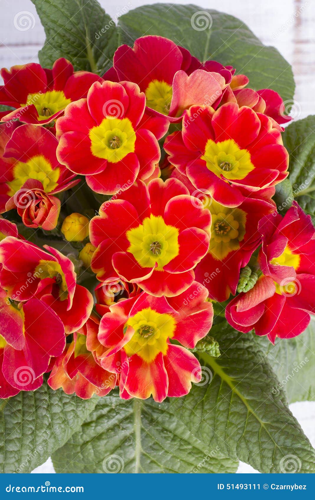 Primula flower stock image. Image of yellow, orange, primula - 51493111