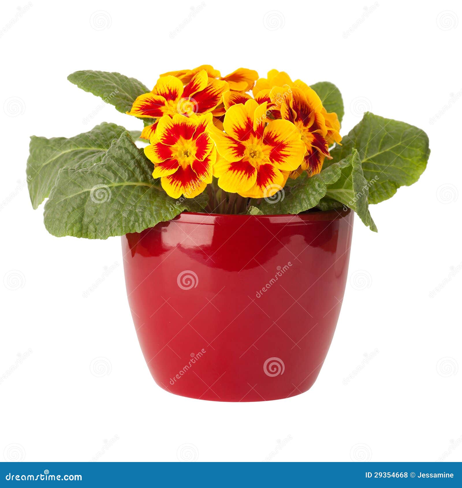 Primula flower in red pot stock photo. Image of primula - 29354668
