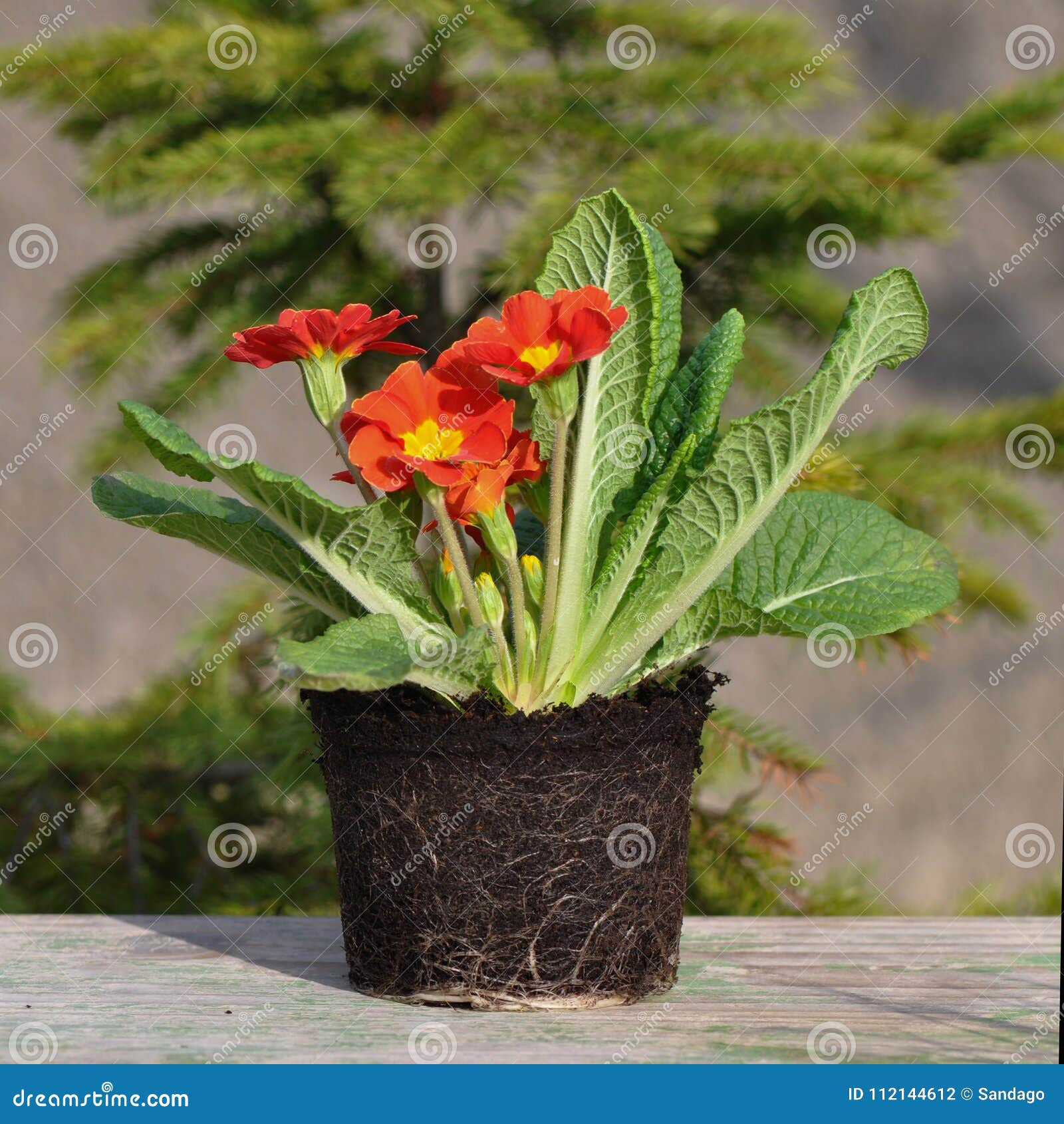 Primula flower with roots stock photo. Image of early - 112144612