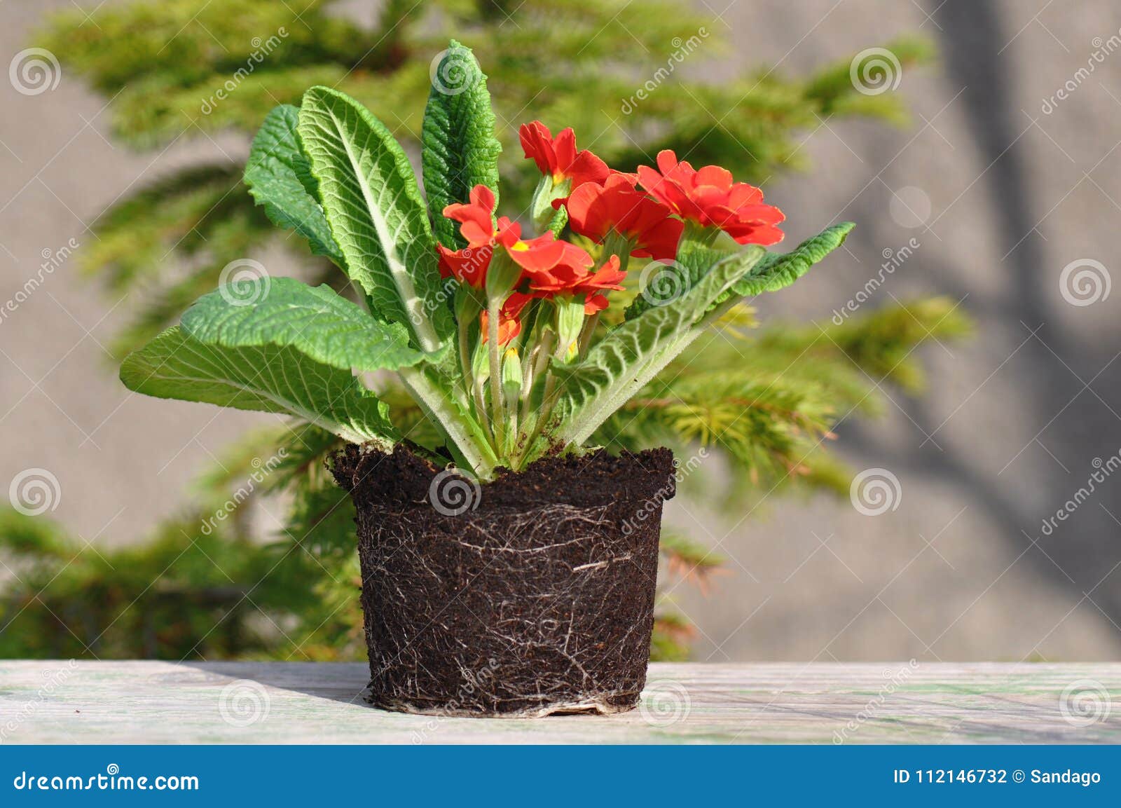 Primula flower with roots stock photo. Image of herb - 112146732