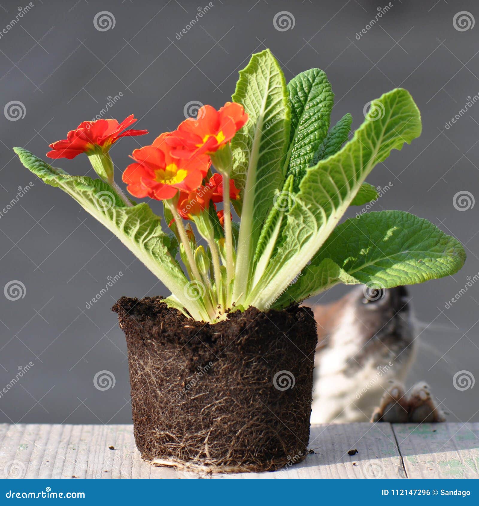 Primula flower with roots stock photo. Image of botanic - 112147296