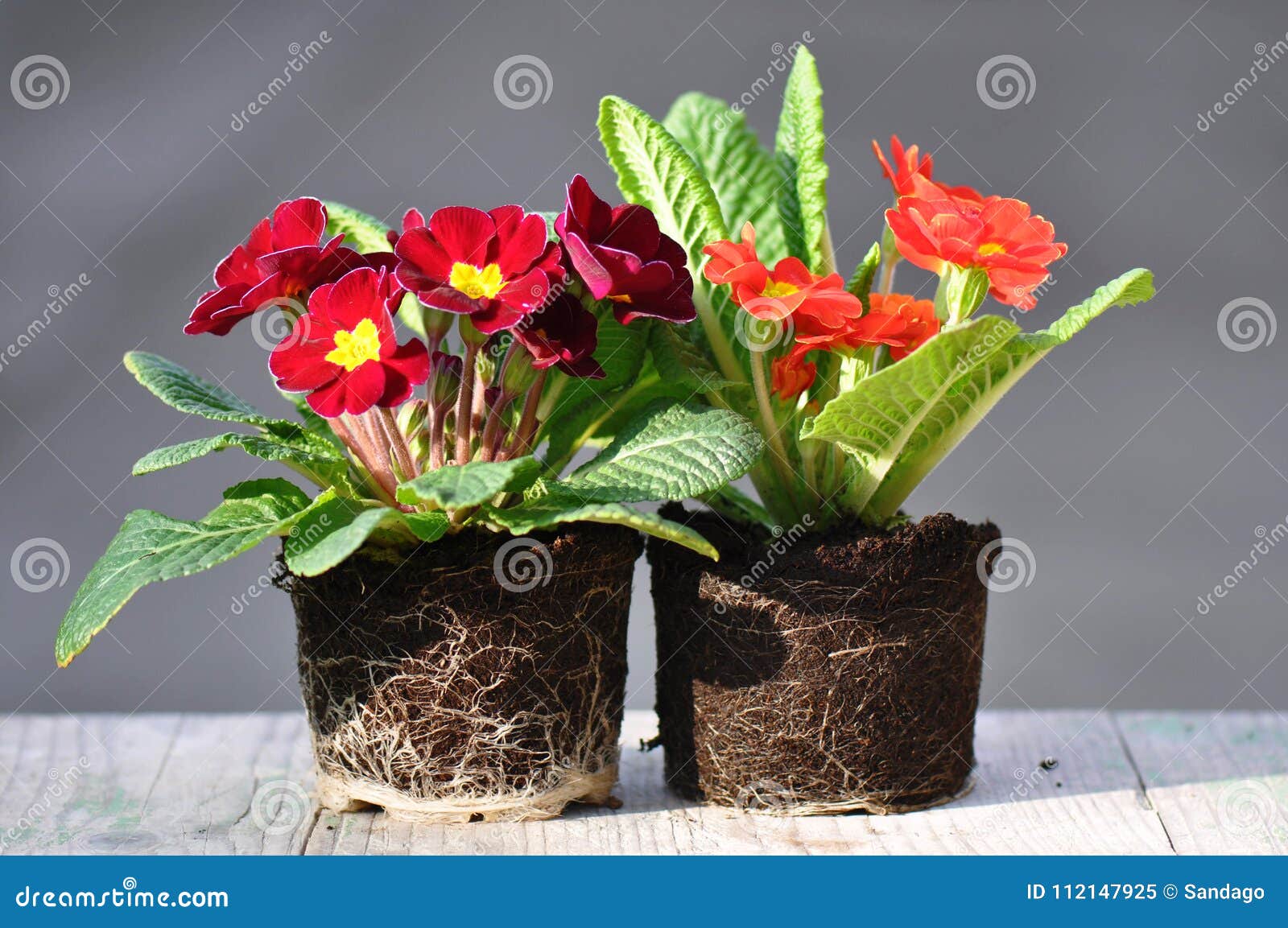 Primula flower with roots stock image. Image of abstraction - 112147925