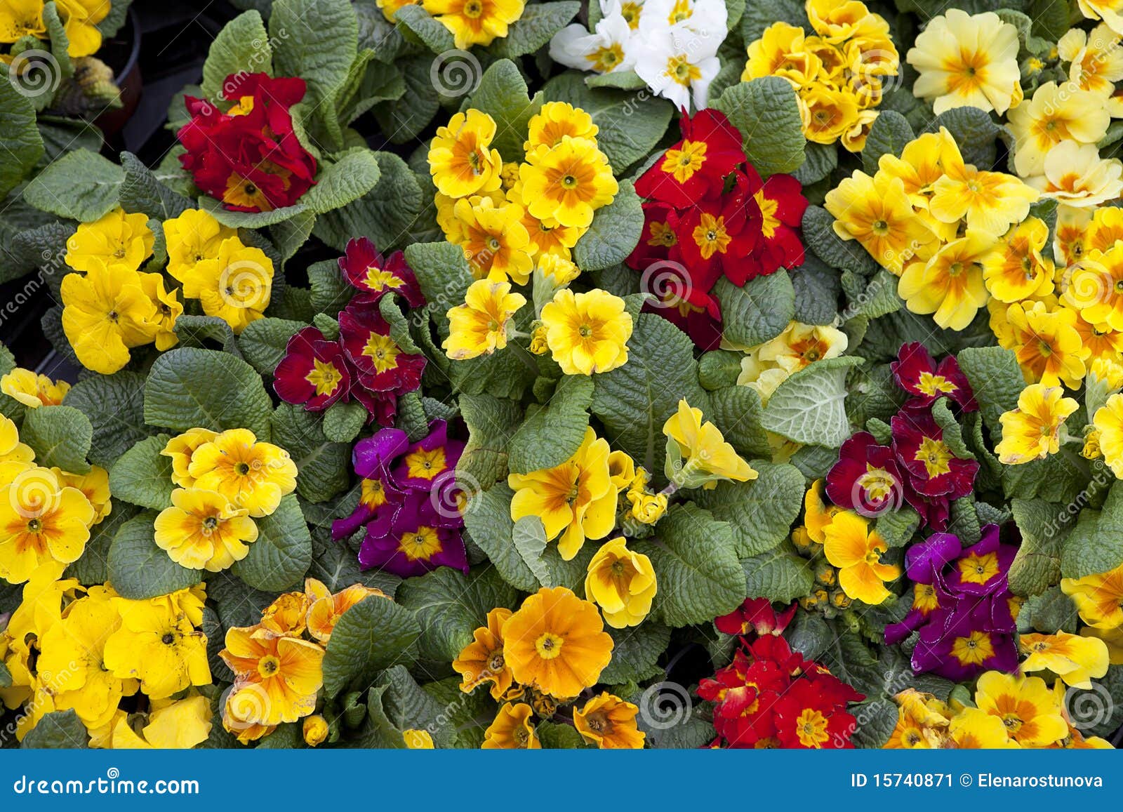 Primula flowers stock image. Image of primula, flower - 15740871