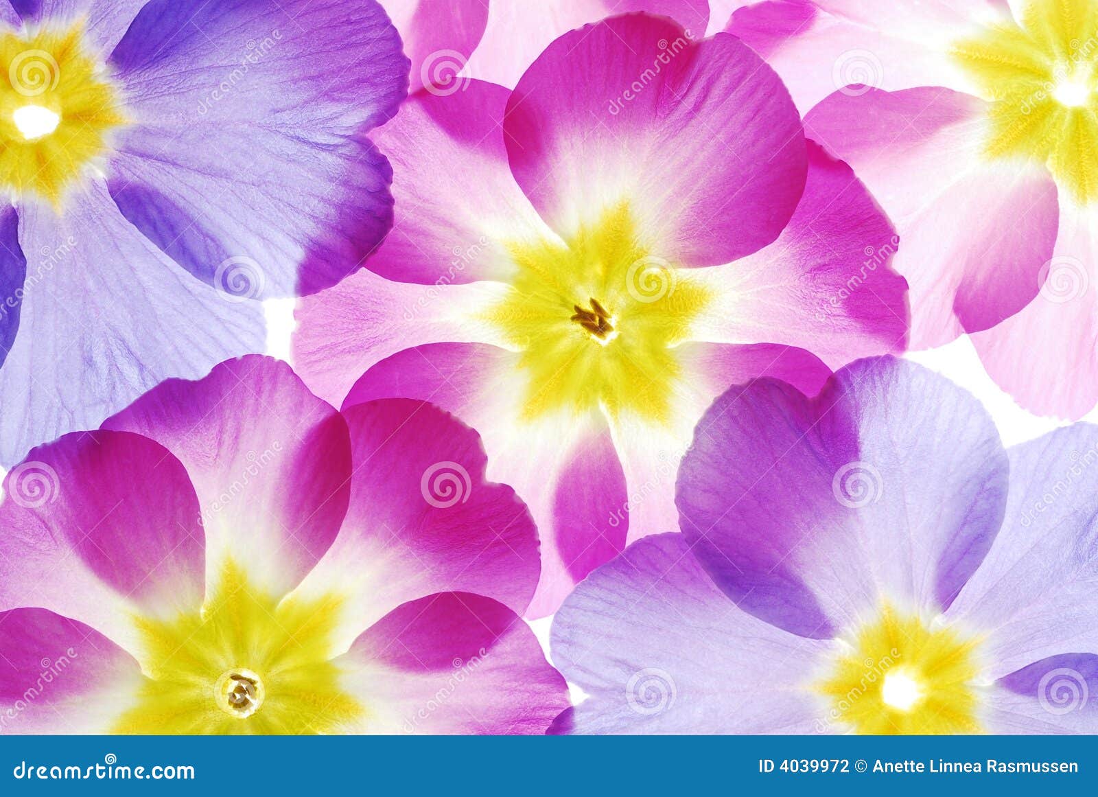 Primula flowers stock photo. Image of plant, season, blossom - 4039972