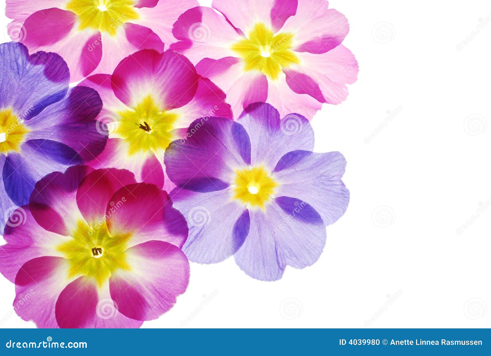 Primula flowers stock photo. Image of plant, flower, color - 4039980