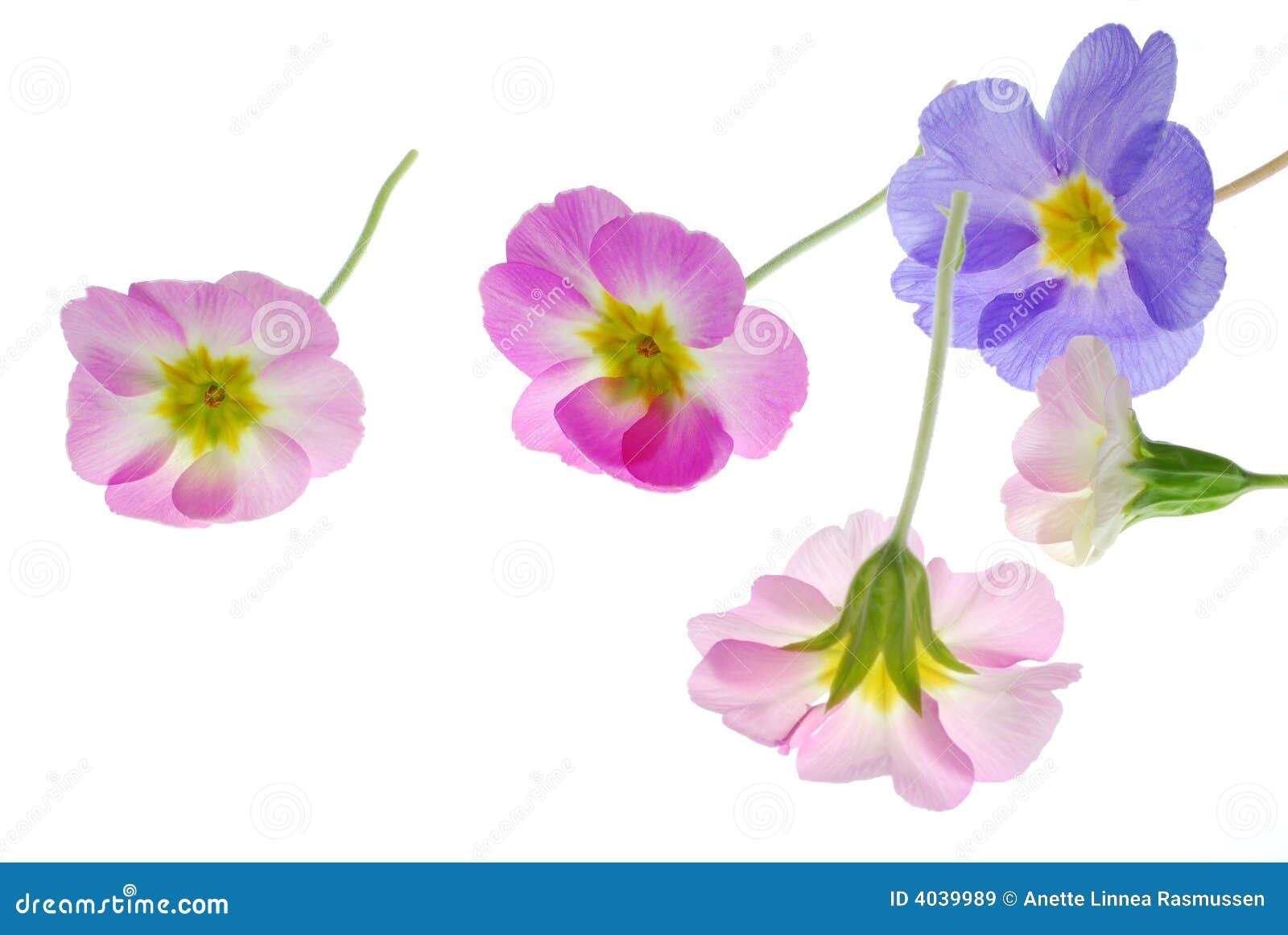 Primula flowers stock image. Image of botanic, primula - 4039989