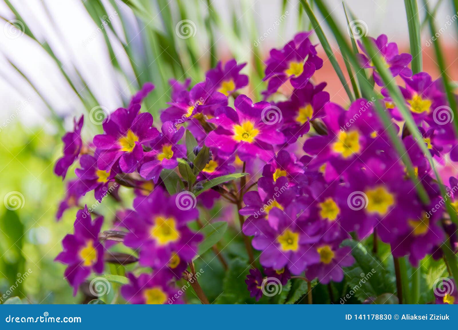 Primula Flowers Close-up, Purple Stock Photo - Image of primrose ...