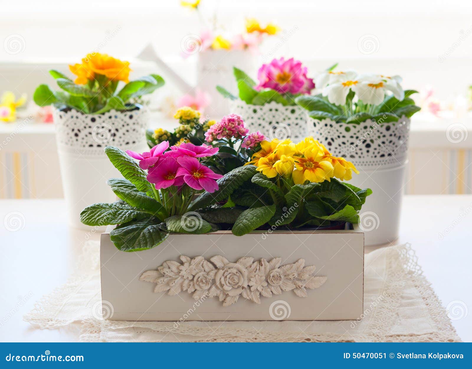 Primula flowers in pots stock image. Image of beauty - 50470051