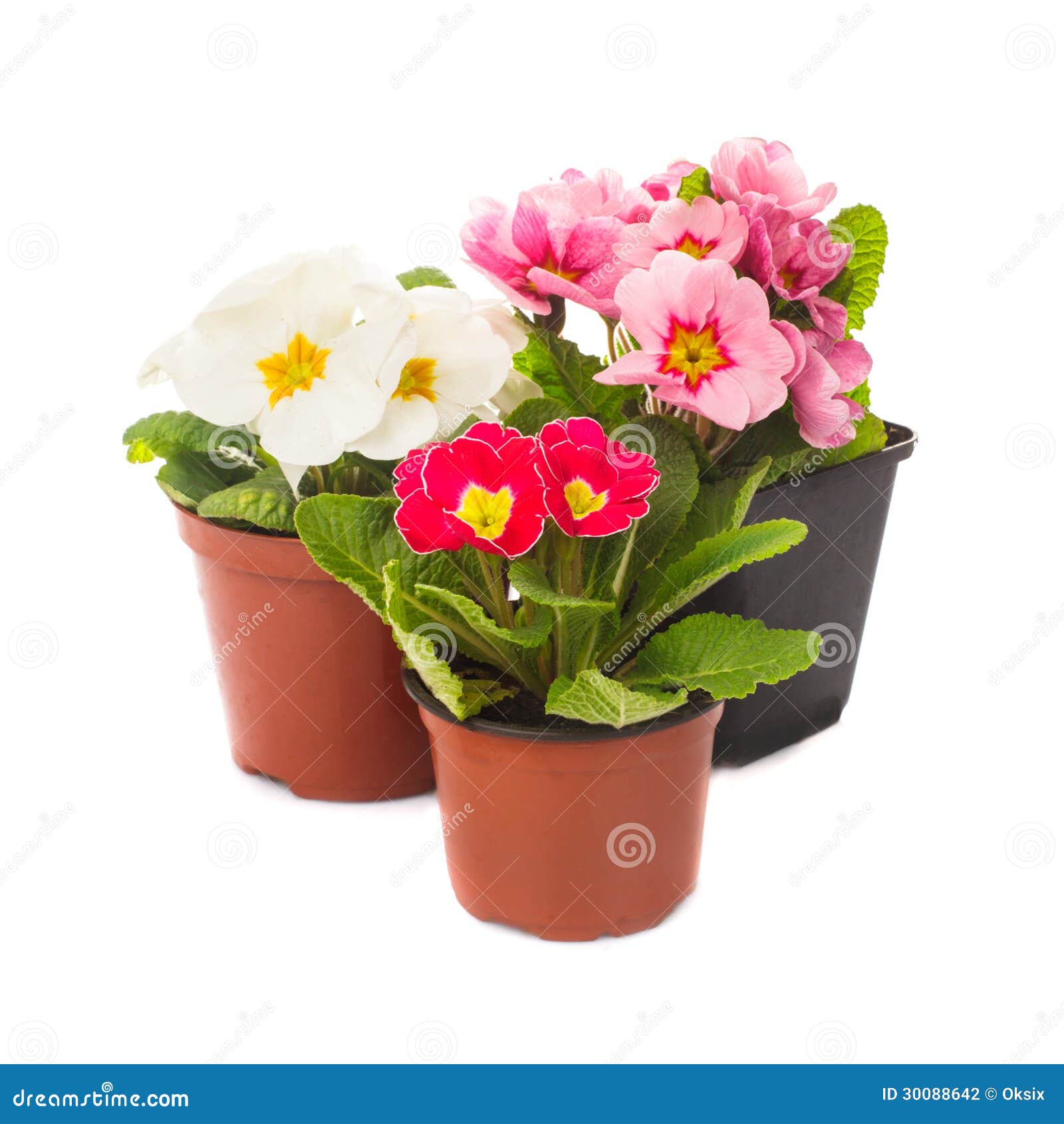 Primula in pot isolated stock photo. Image of closeup - 30088642