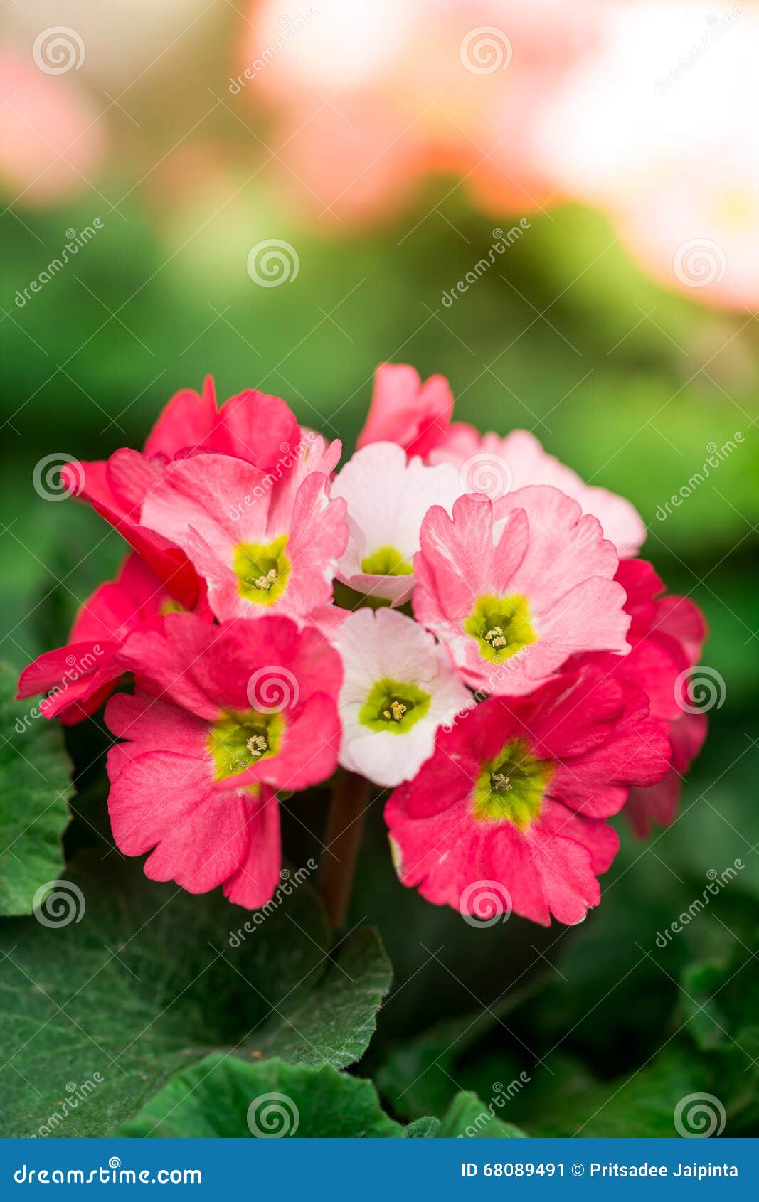 Primula flowers stock image. Image of petals, rosa, soft - 68089491
