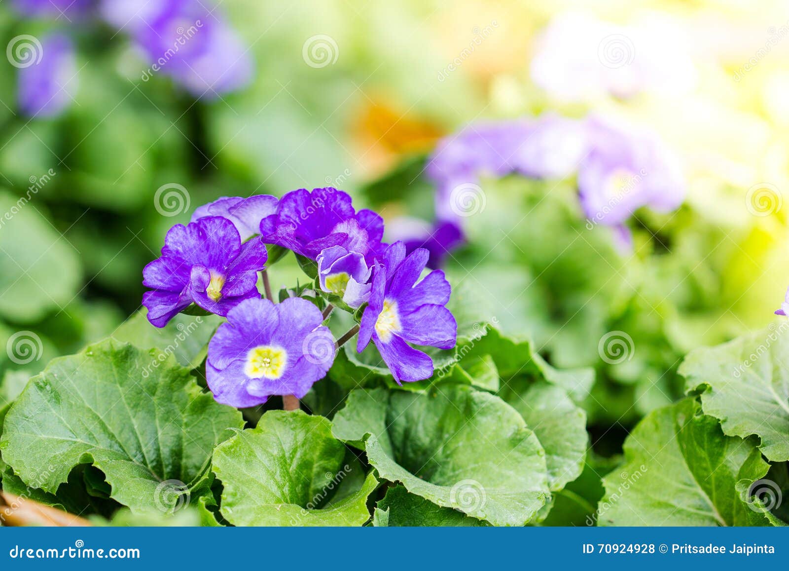 Primula flowers stock photo. Image of vibrant, primroses - 70924928