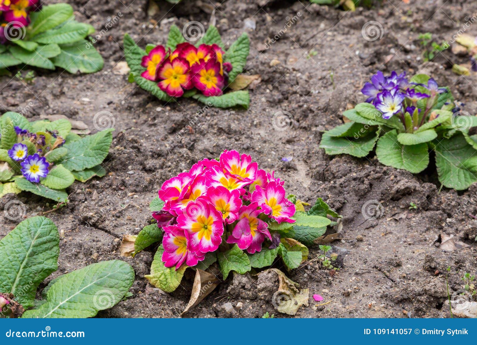 Primula Flwers on Ground in Flowerbed Stock Image - Image of colorful ...