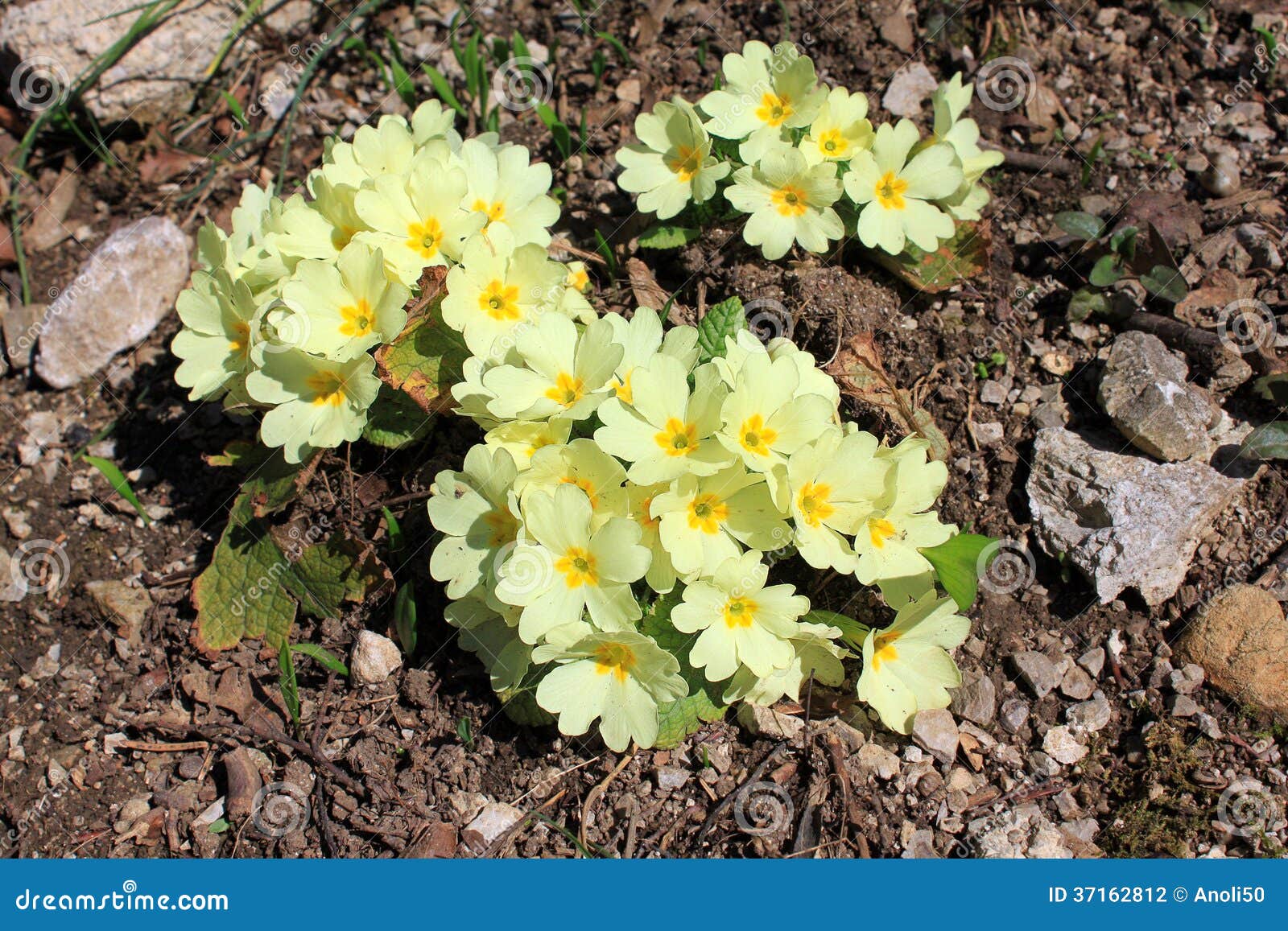 Primula. Garden plant stock photo. Image of decoration - 37162812