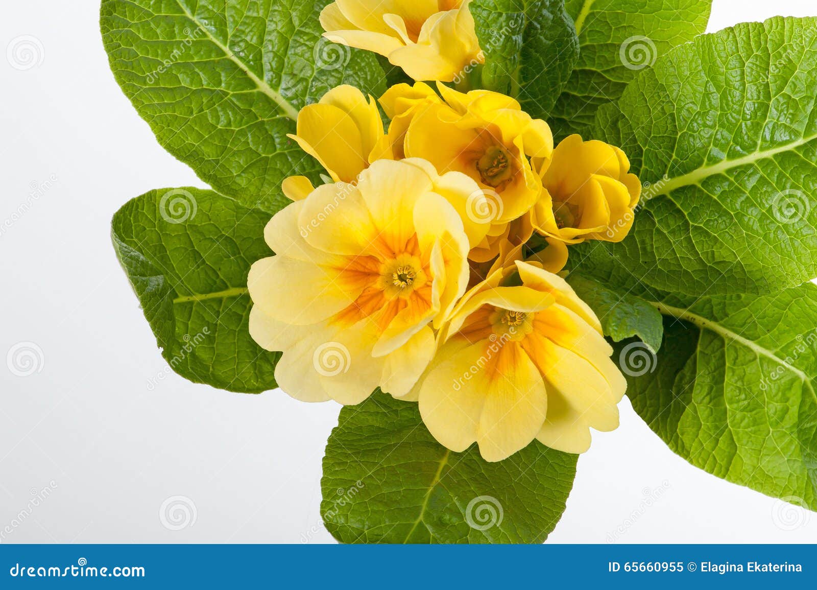 Primula gialla immagine stock. Immagine di angolo, verde - 65660955