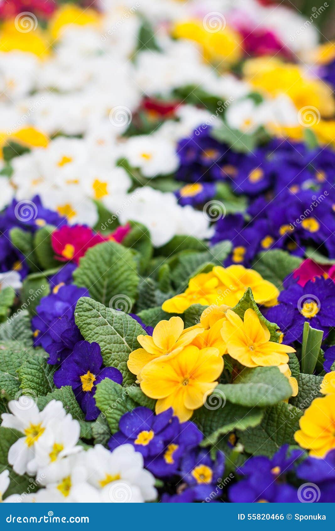 Primula Gialla in Un Parco Di Costantinopoli Fotografia Stock ...