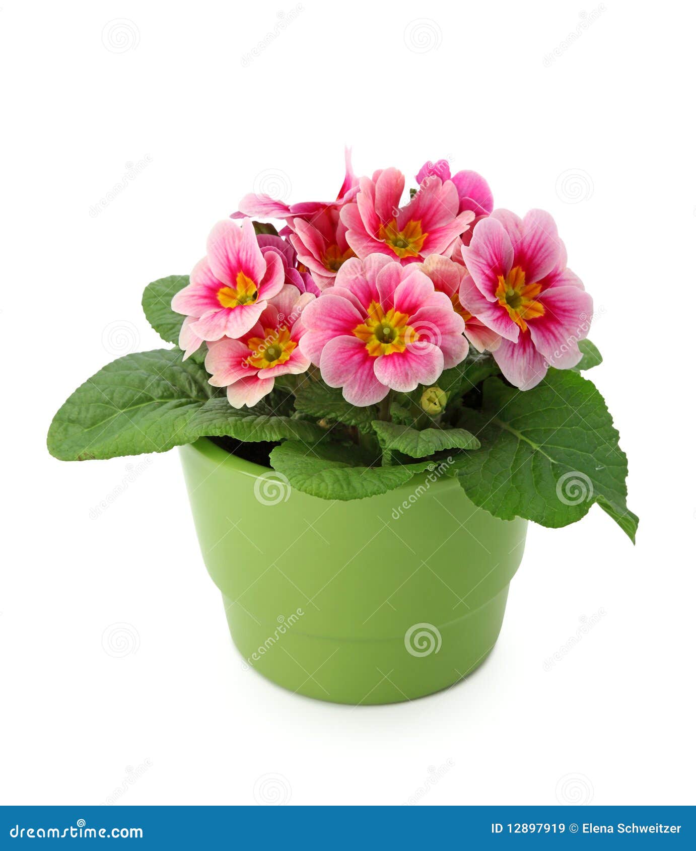 Primula in groene pot stock afbeelding. Image of kleurrijk - 12897919