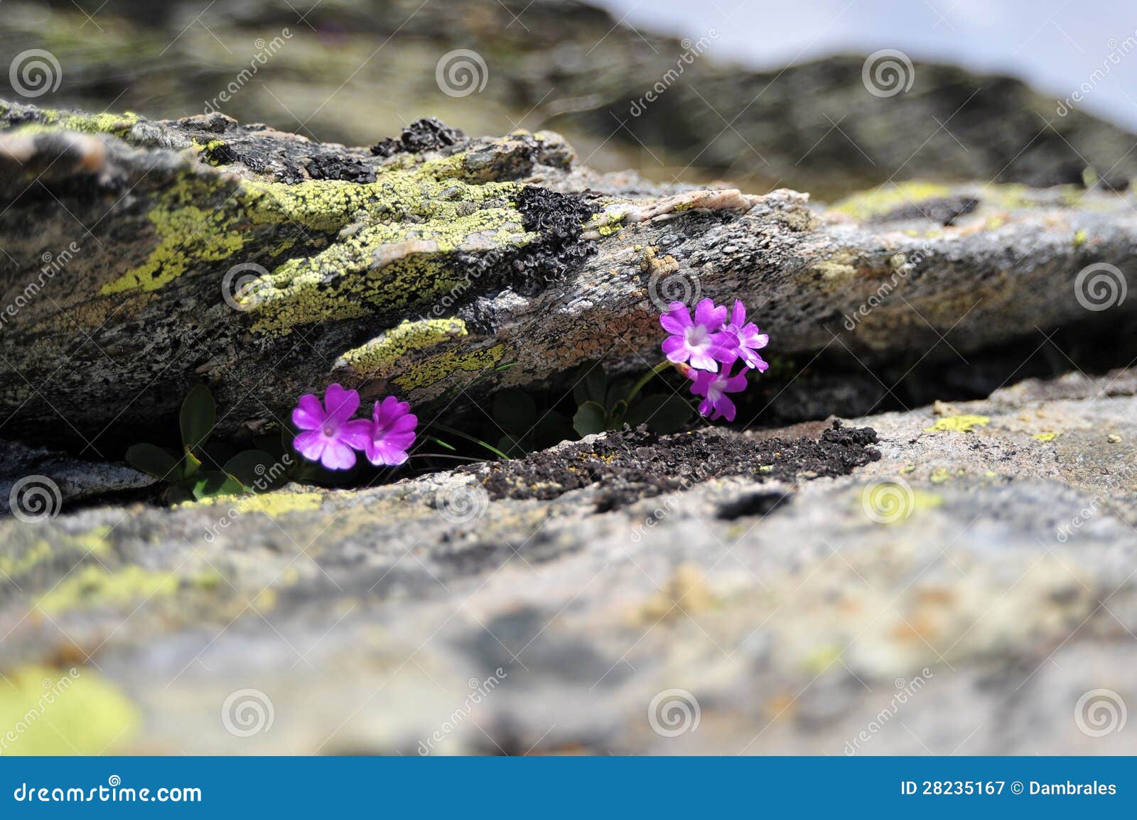Primula Hirsuta between the Rocks Stock Image - Image of mountain ...