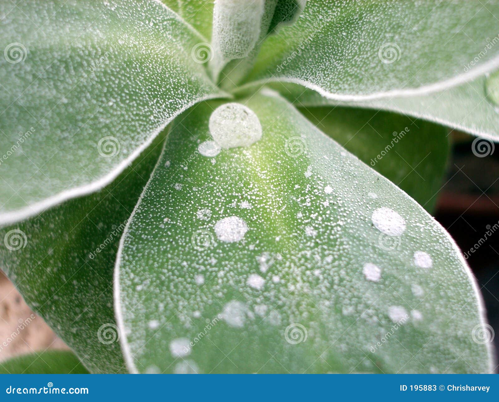 Primula leaf stock image. Image of delicate, close, horticulture - 195883