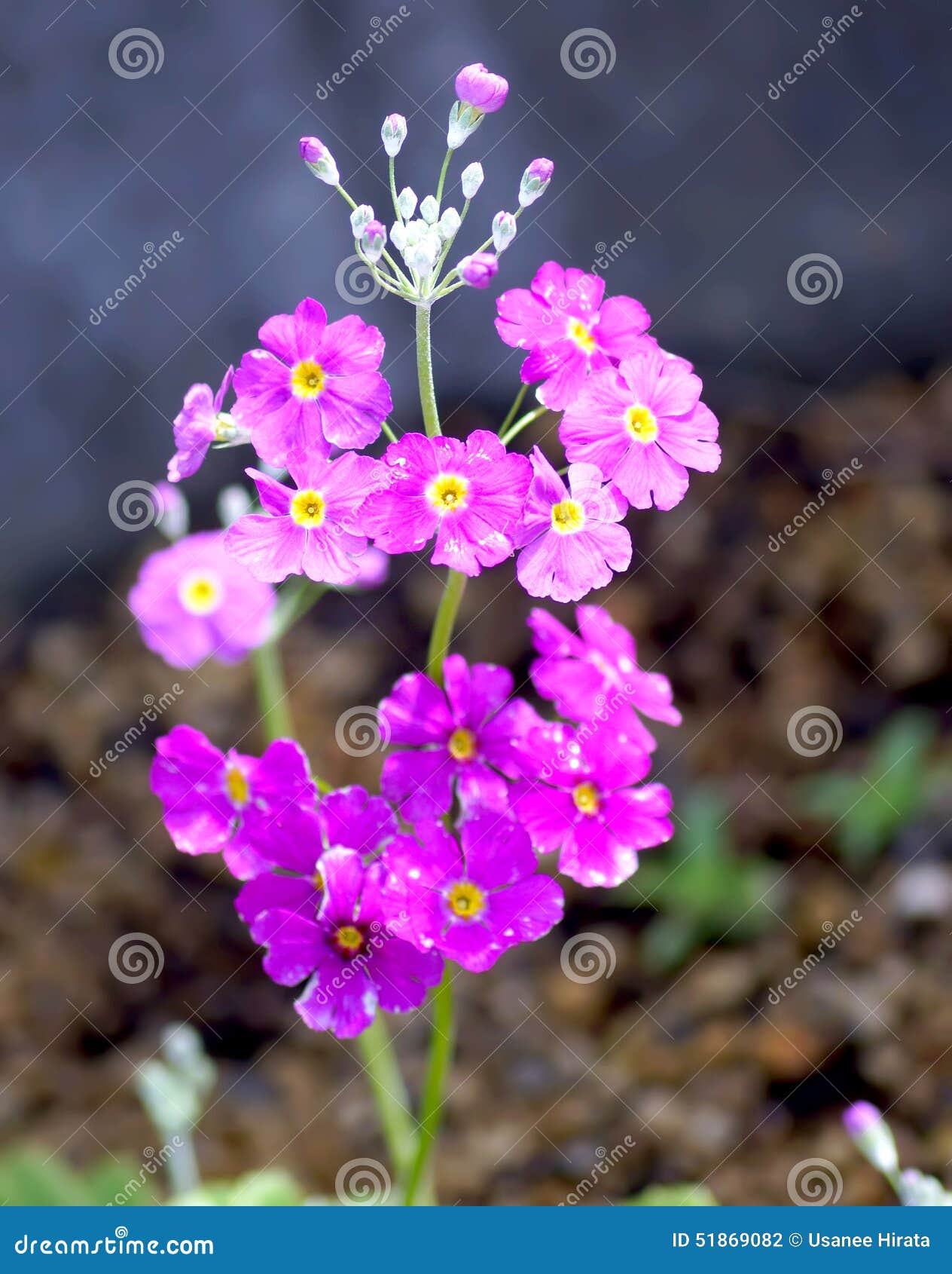 Primula Malacoides Flowers stock photo. Image of pink - 51869082