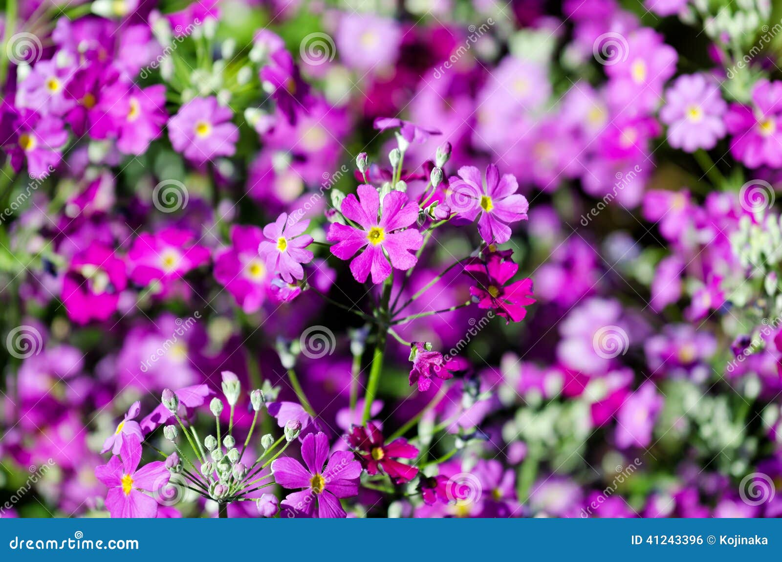 Primula Malacoides flowers stock photo. Image of natural - 41243396