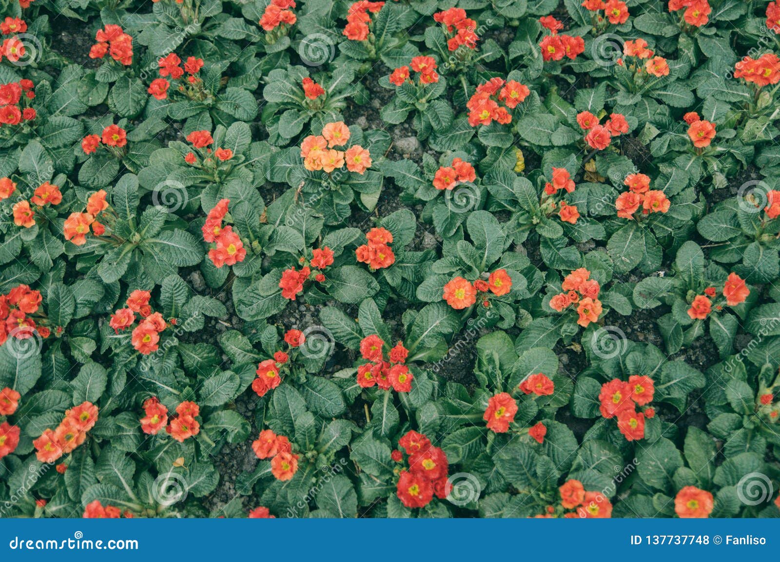 Primula malacoides stock photo. Image of orange, green - 137737748
