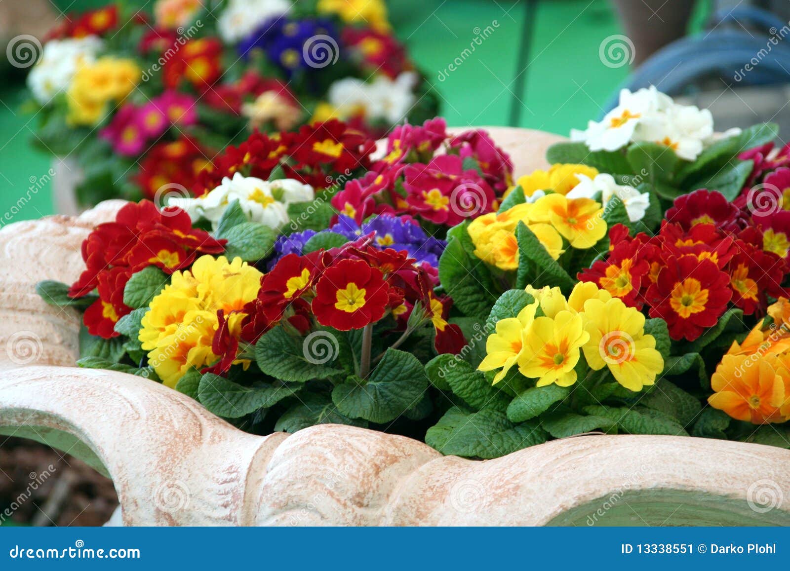 Primula mix colors stock image. Image of time, primrose - 13338551