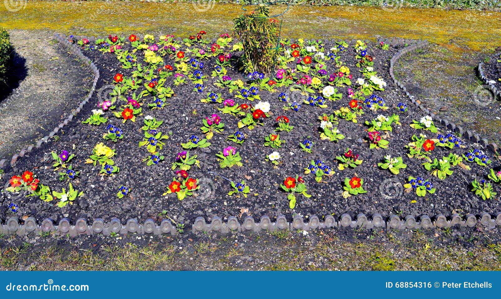 Primula Mixed Colour Flower Bed Stock Photo - Image of primroses ...