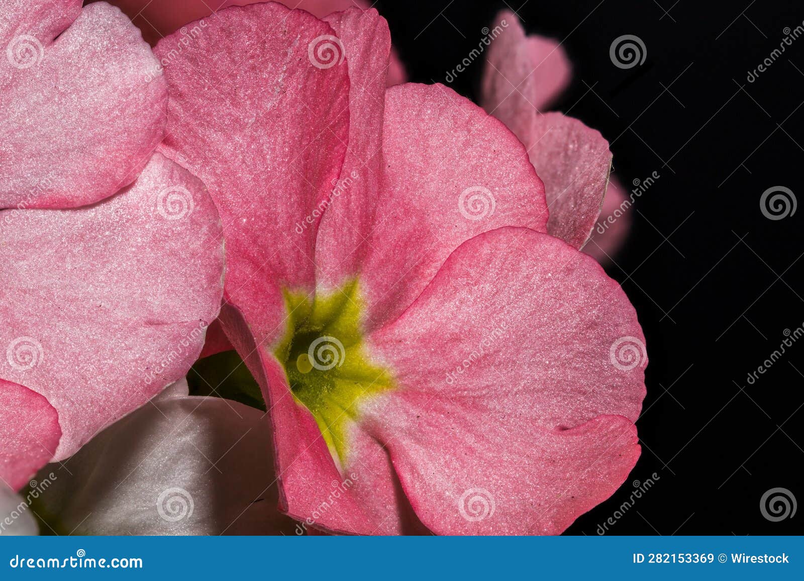 Of a Primula Obconica with Its Vibrant Petals Illuminated in the Light ...