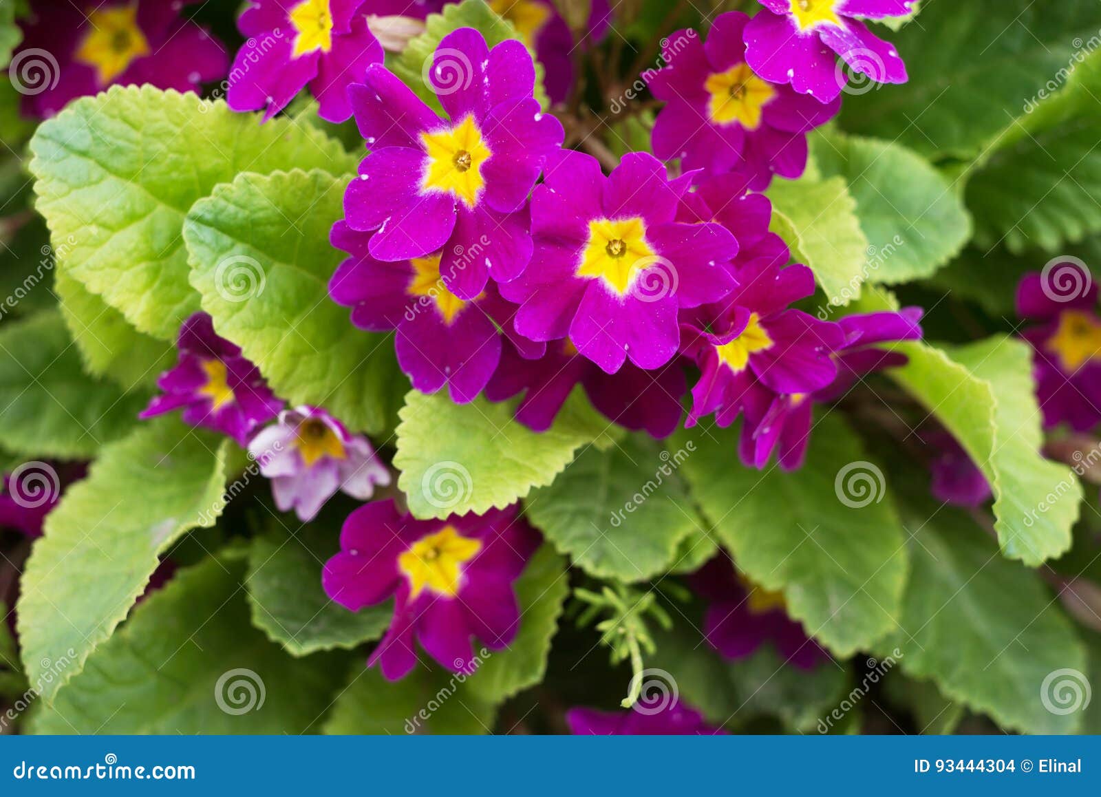 Primula Obconica, Spring Garden Flowers. Blossom Stock Photo - Image of ...
