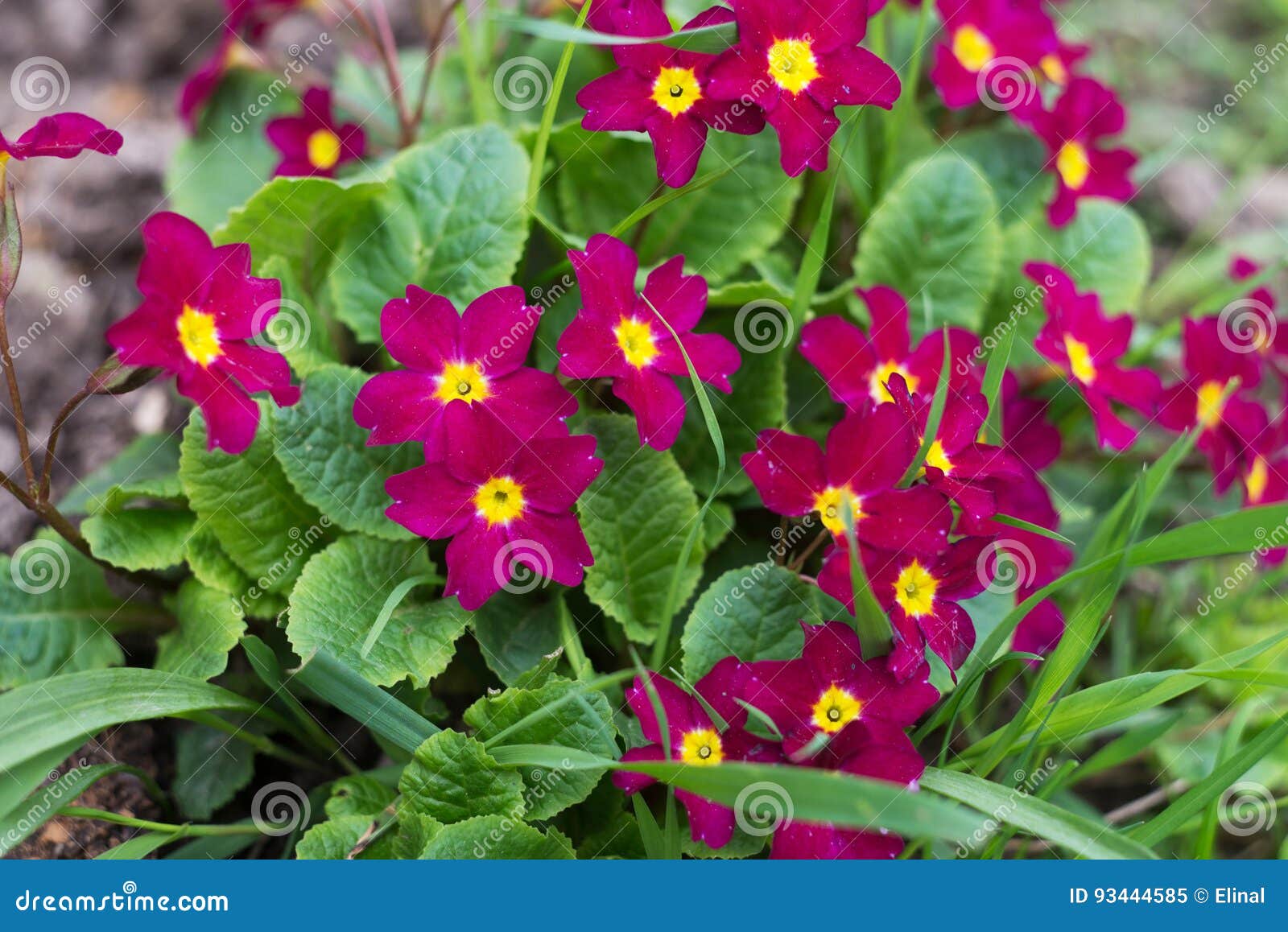 Primula Obconica, Spring Garden Flowers. Blossom Stock Image - Image of ...