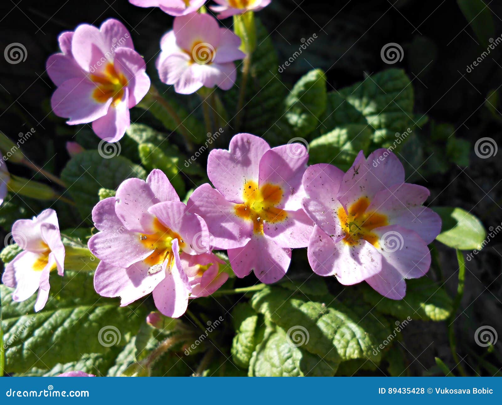 Primula pink stock photo. Image of clear, soft, primula - 89435428