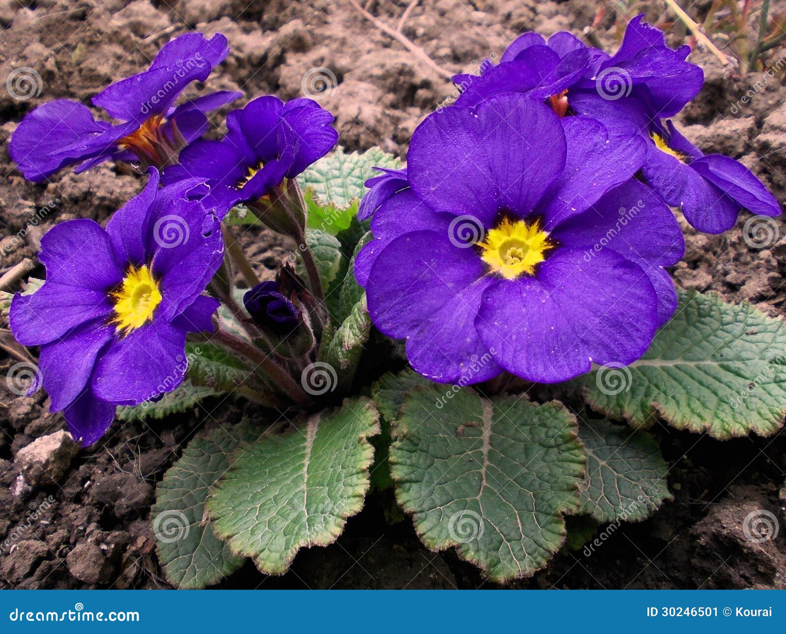 Primula stock image. Image of petals, bloom, plant, primrose - 30246501