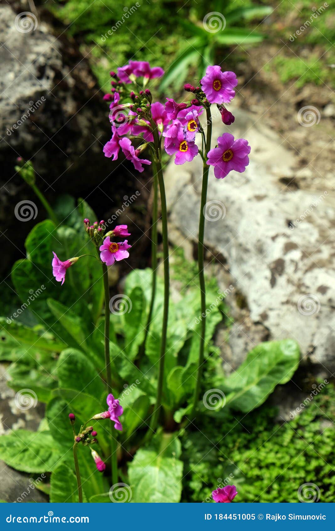 Primula poisonii stock image. Image of croatia, park - 184451005
