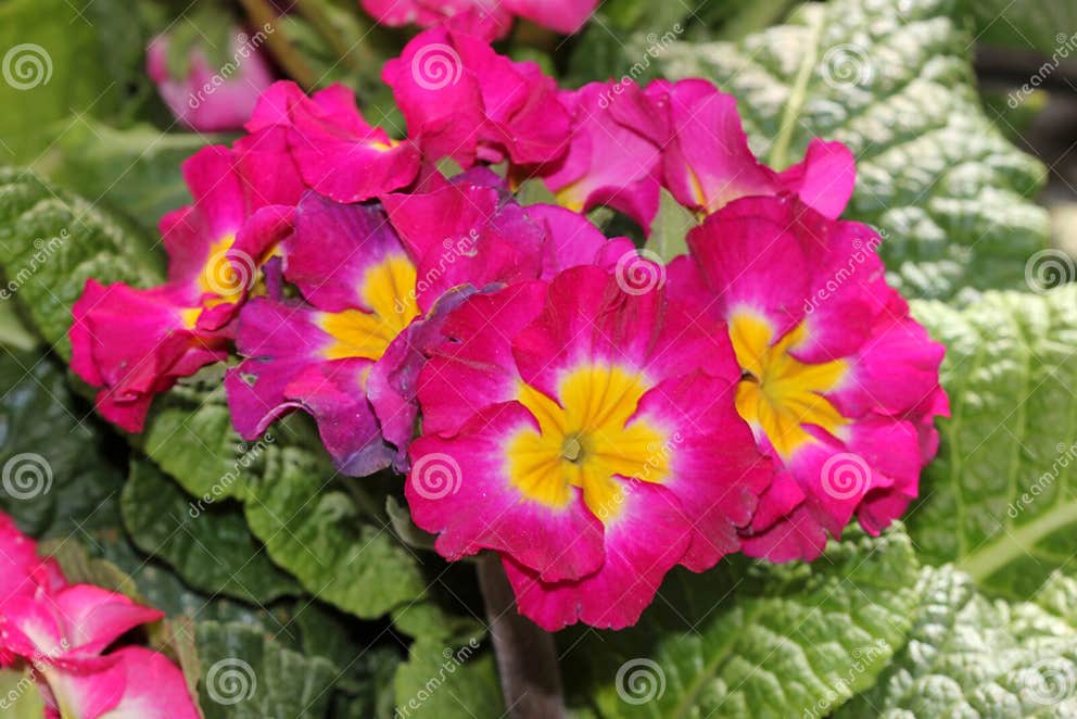 Primula X Polyantha & X27; Supernova Mix& X27; Stock Foto - Image of ...