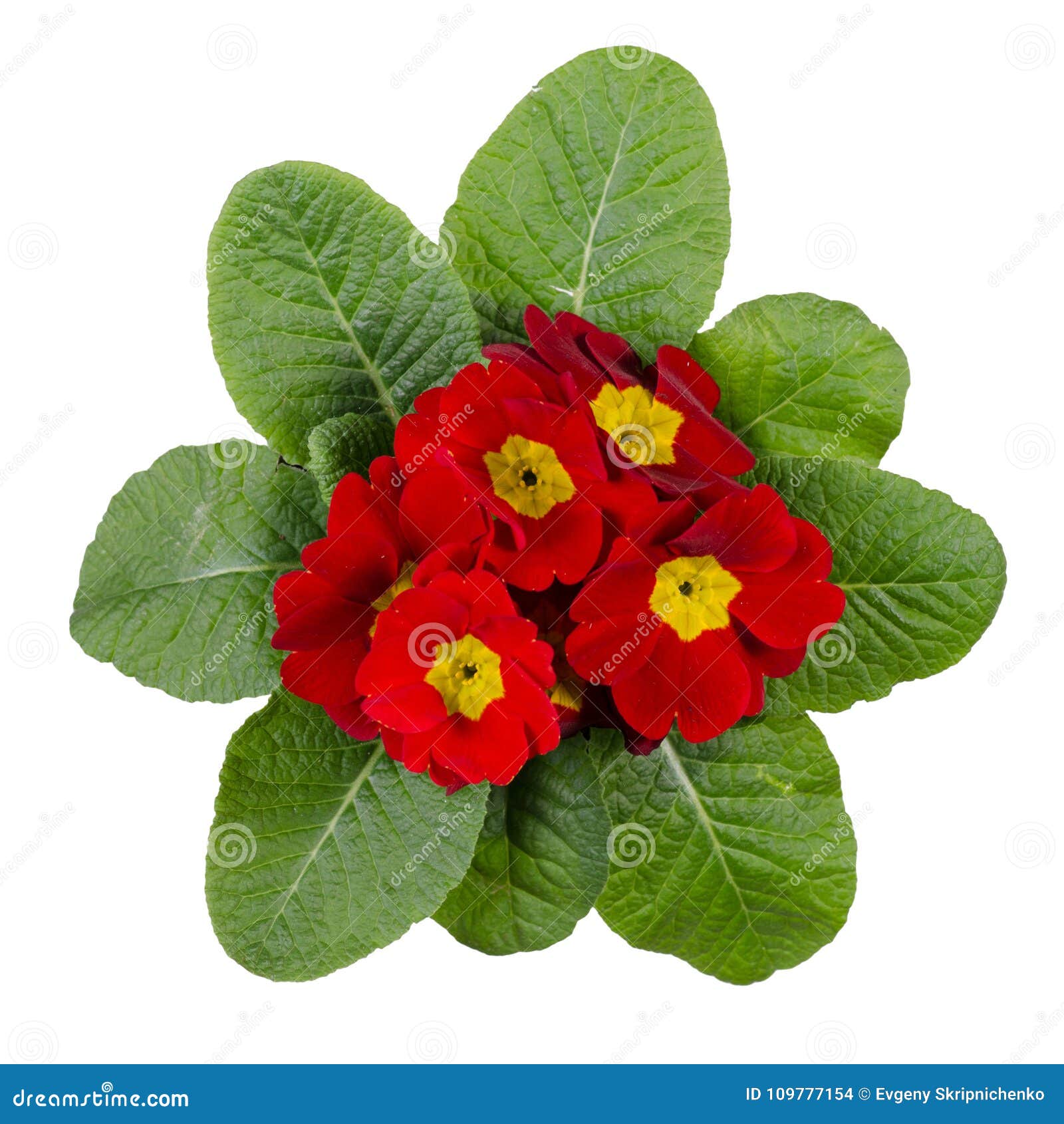 Primula in a pot stock photo. Image of gardening, flower - 109777154