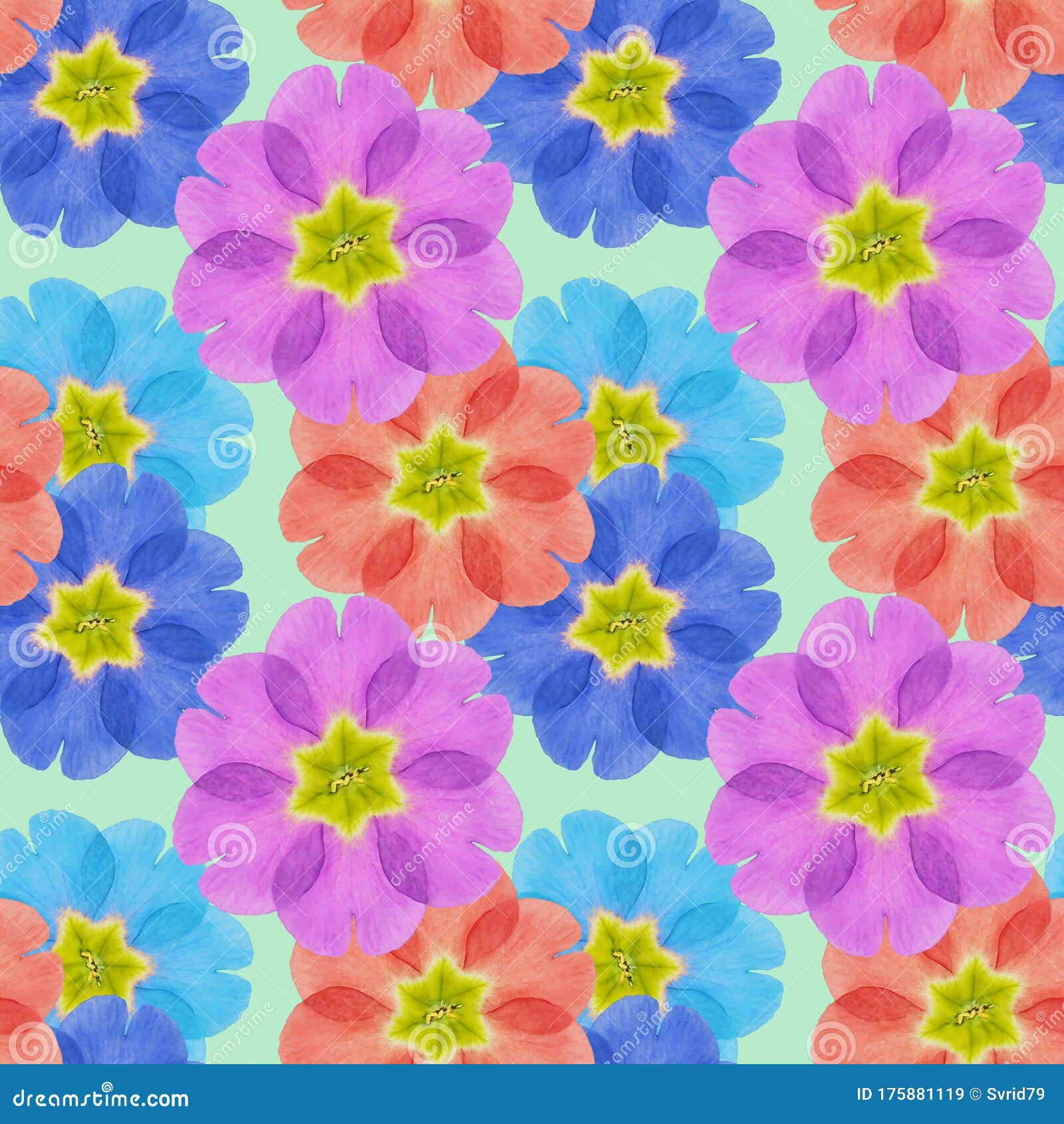 Primula, Primrose. Illustration, Texture of Flowers. Seamless Pattern ...