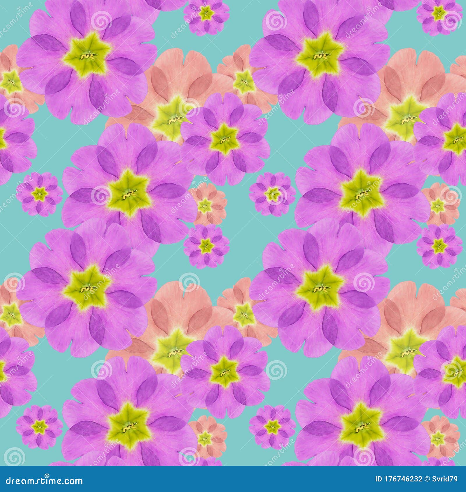 Primula, Primrose. Illustration, Texture of Flowers. Seamless Pattern ...