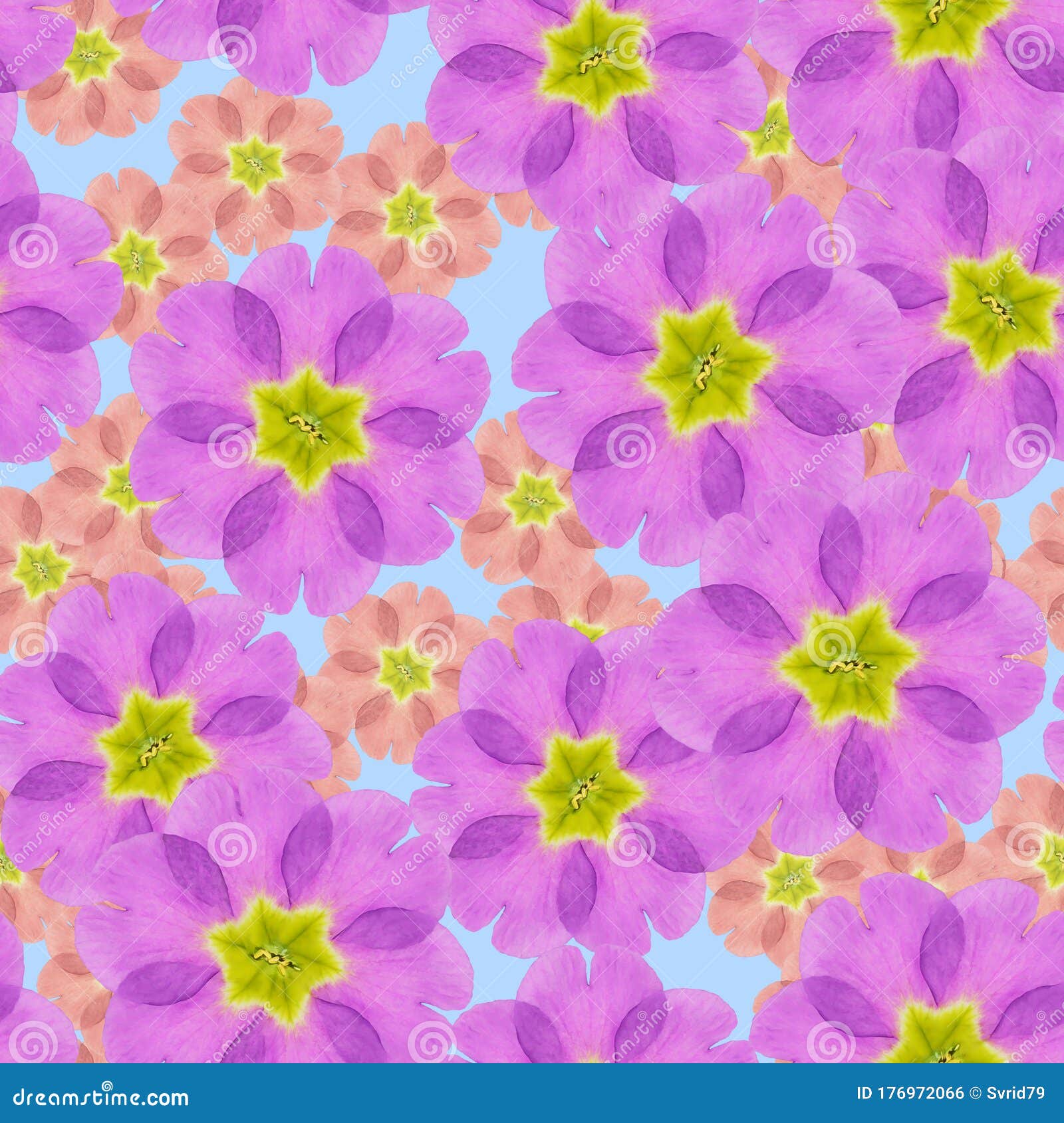 Primula, Primrose. Illustration, Texture of Flowers. Seamless Pattern ...