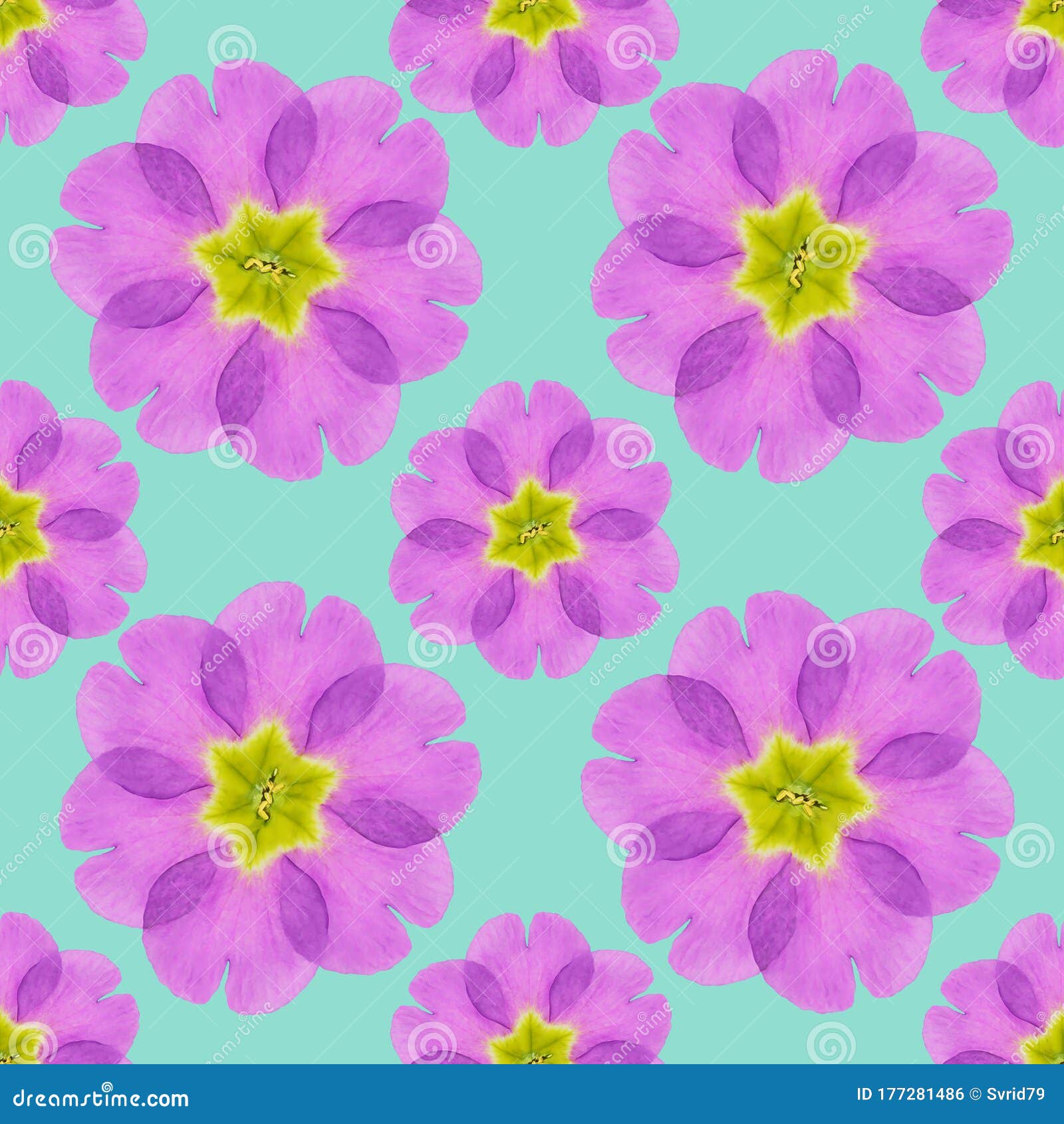 Primula, Primrose. Illustration, Texture of Flowers. Seamless Pattern ...