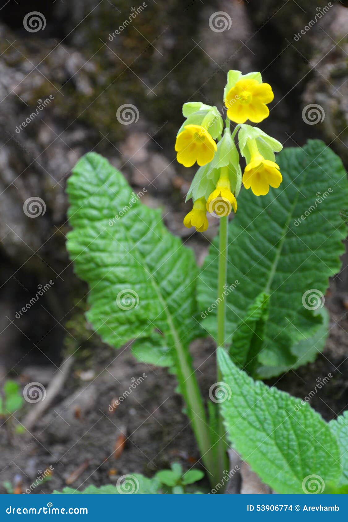 Primula veris stock photo. Image of clusters, bokeh, bloom - 53906774