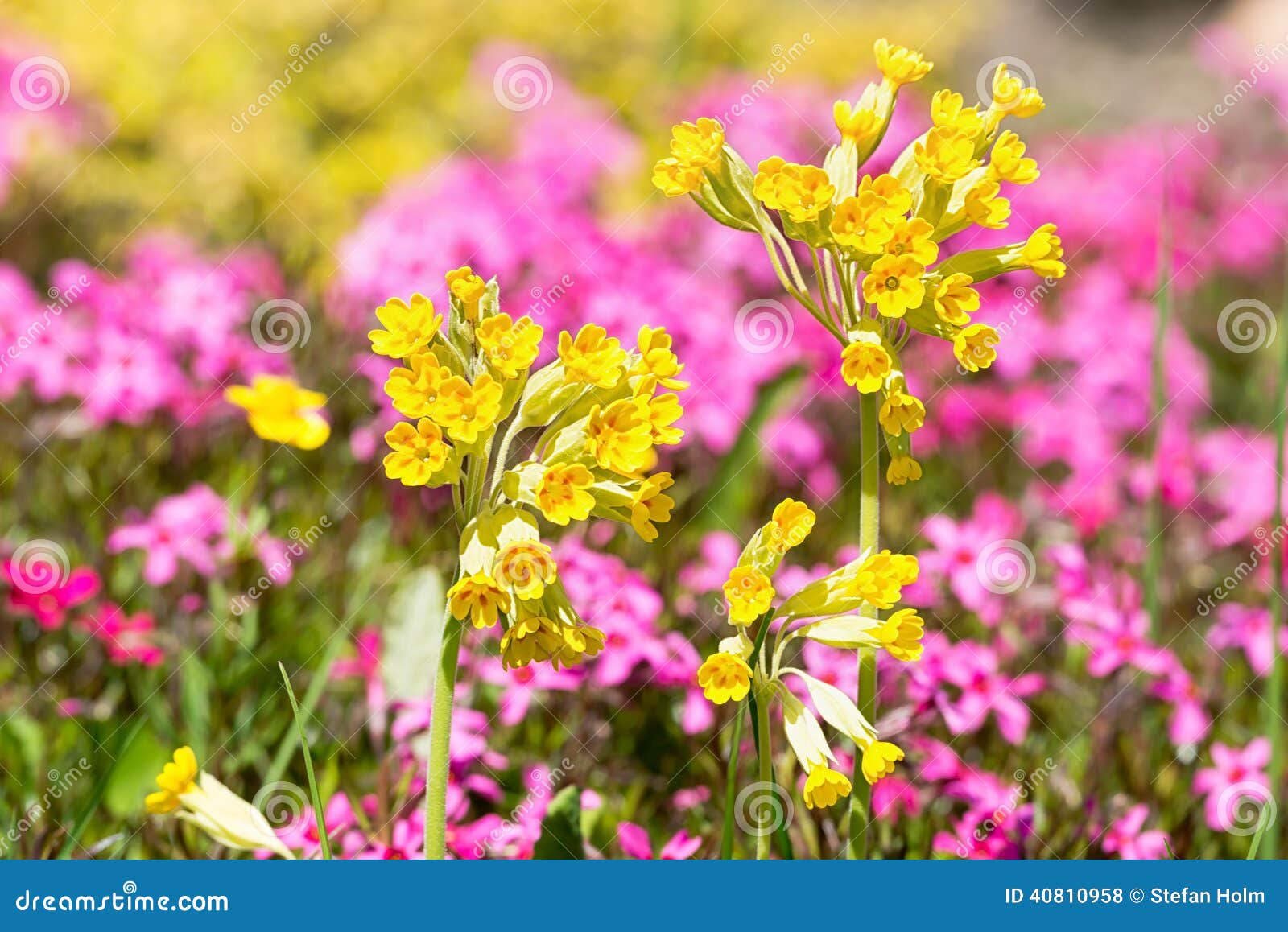 Primula veris in garden stock photo. Image of medicinal - 40810958