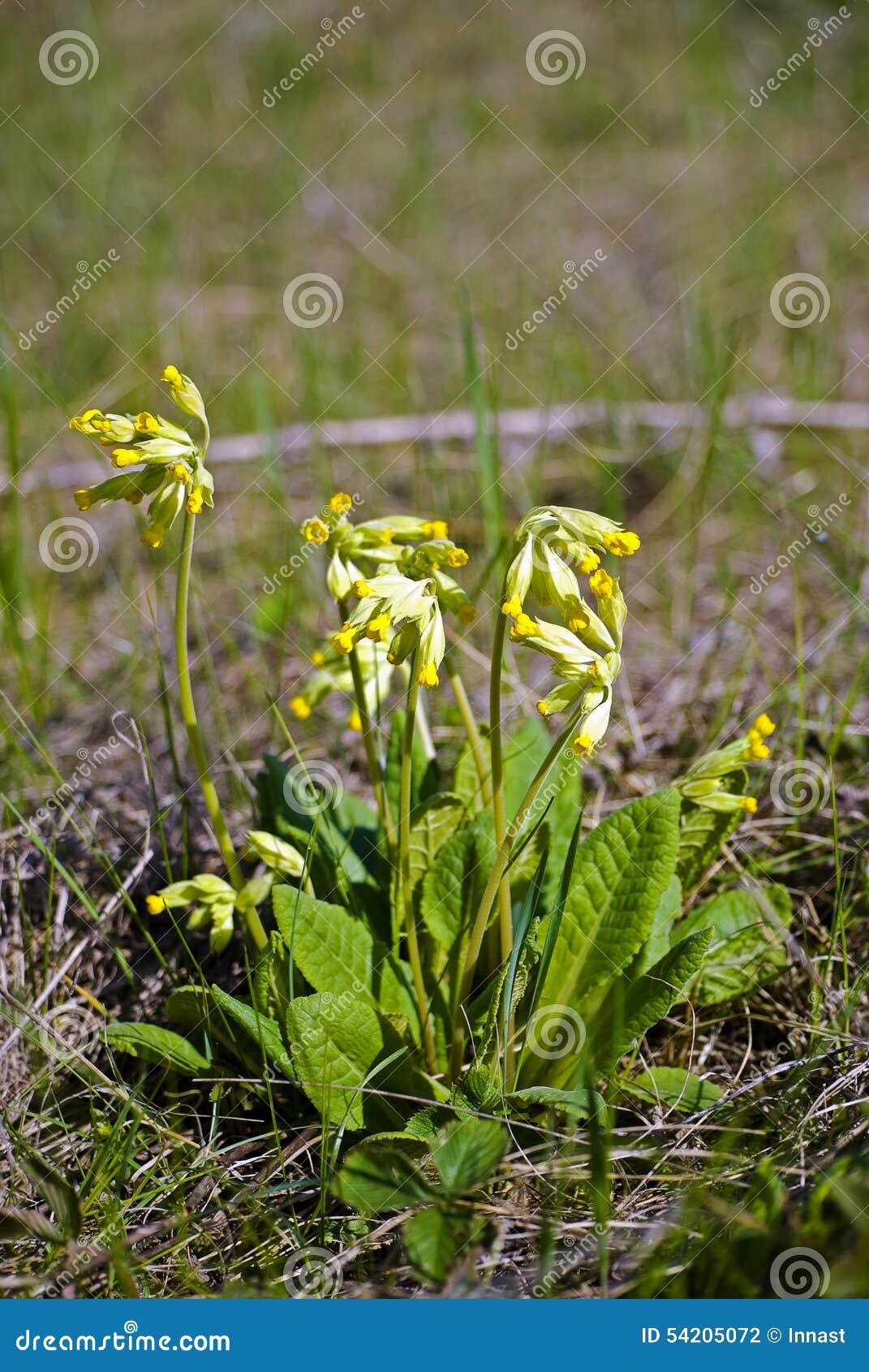 Primula Veris - Spring Primroses or Primulas Spring Stock Photo - Image ...